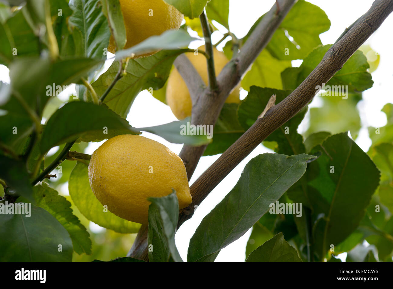Lemon tree agriculture hi-res stock photography and images - Alamy