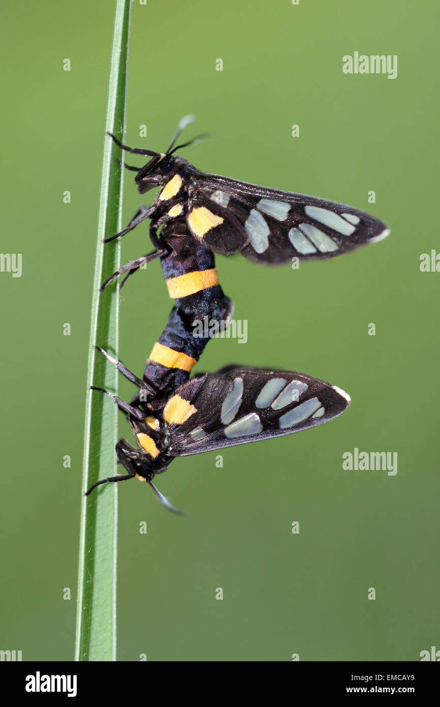 Mating Imaon Clearwing Moths Syntomoides imaon Stock Photo - Alamy