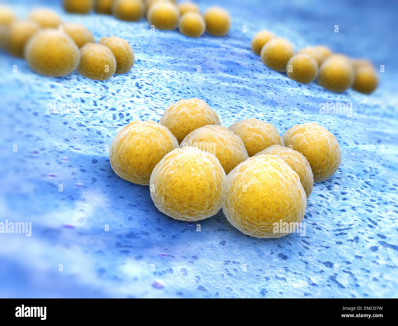 Staphylococcus aureus hi-res stock photography and images - Alamy