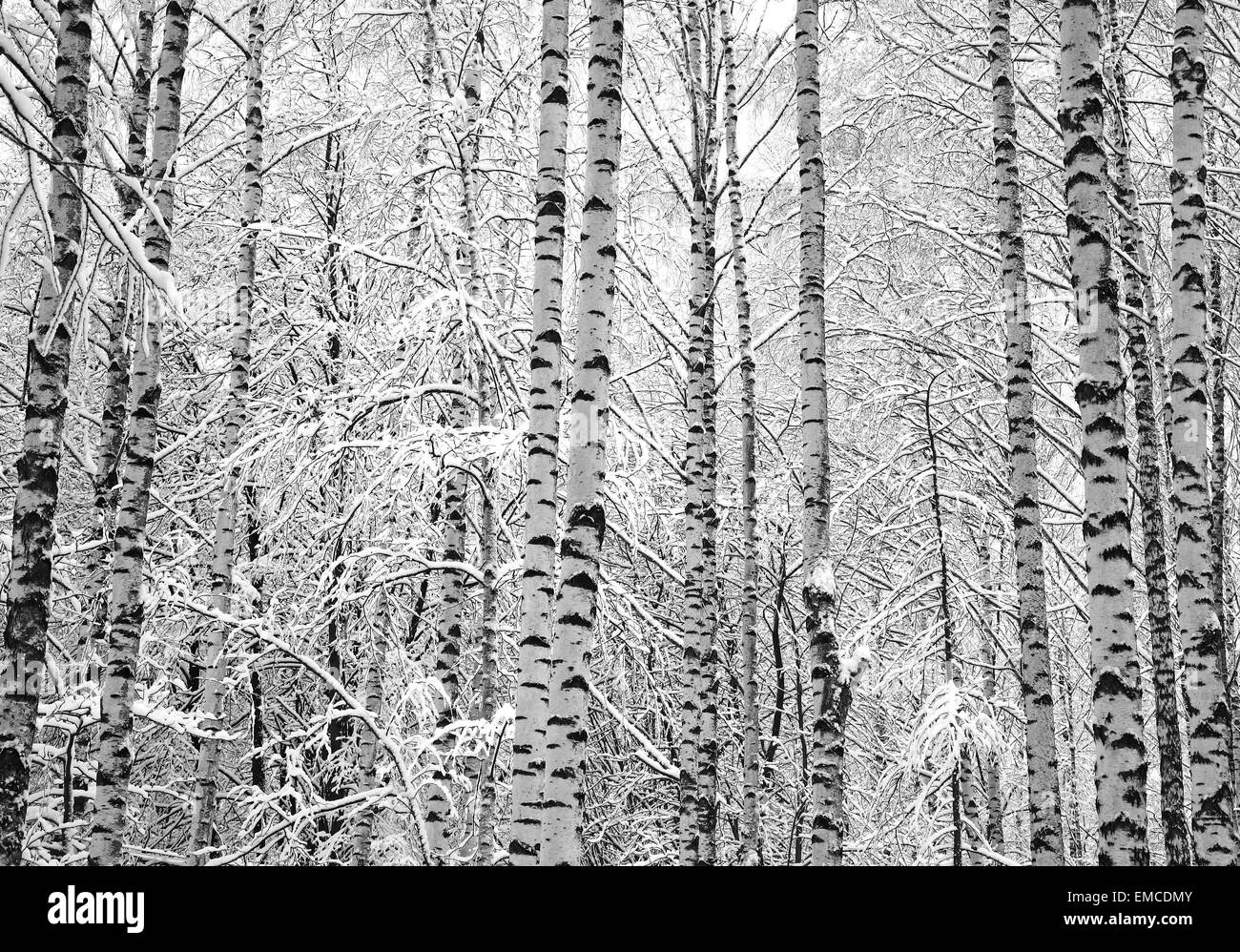 Birch trees snow hi-res stock photography and images - Alamy