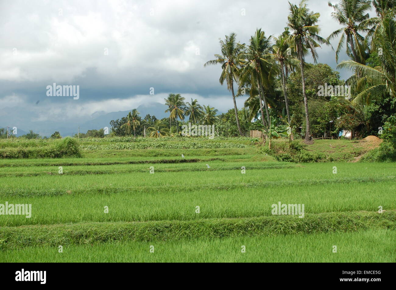 This is a view of rice (paddy) fields in The Philippines Stock Photo ...