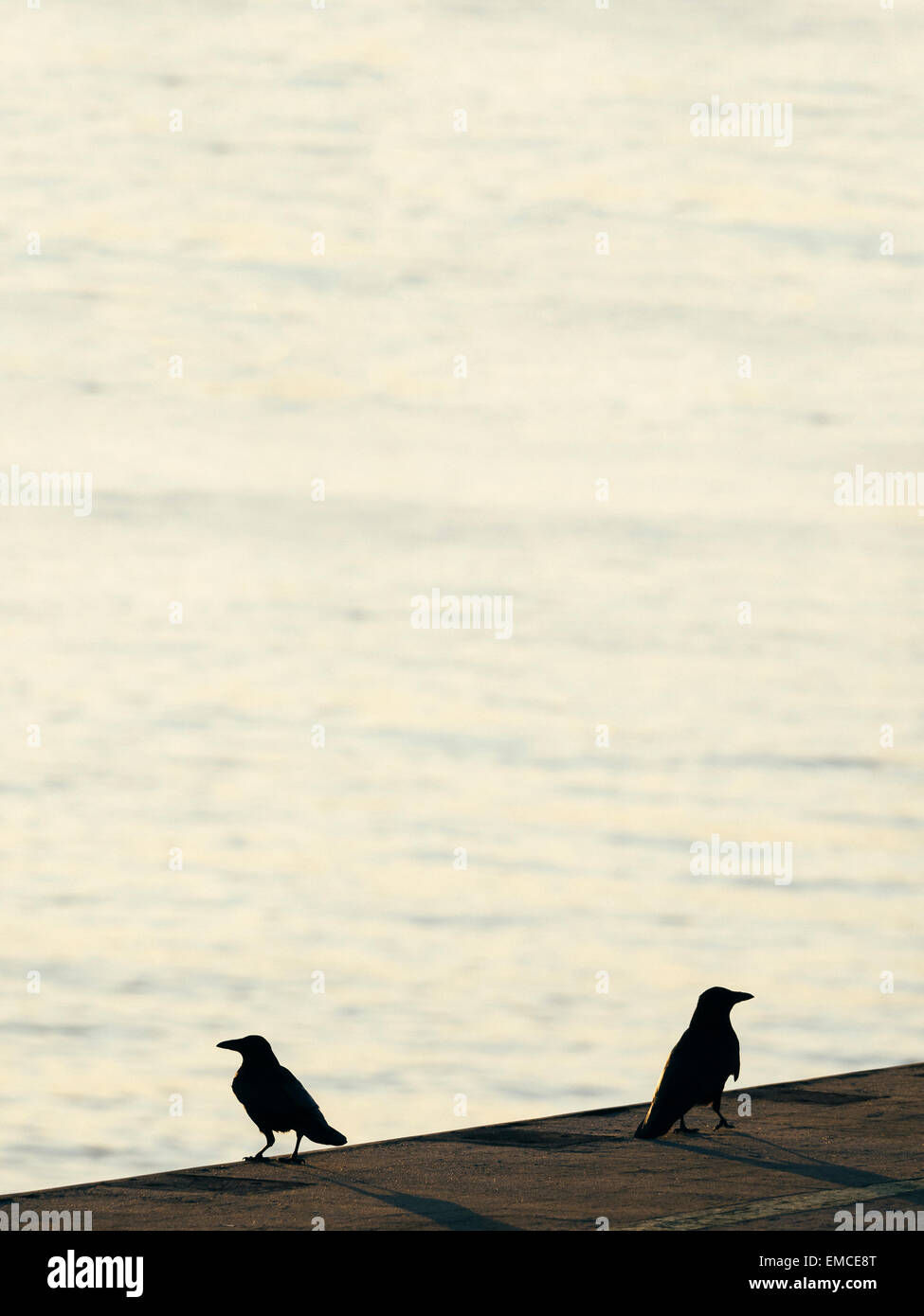 Two ravens hi-res stock photography and images - Alamy