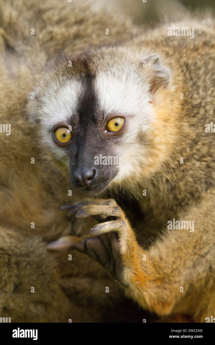 Baby red fronted lemur hi-res stock photography and images - Alamy