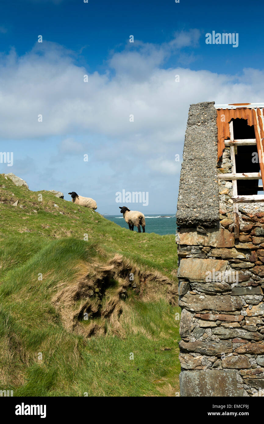 Ireland, Co Galway, Connemara, Renvyle Peninsula, Atlantic Coast sheep ...
