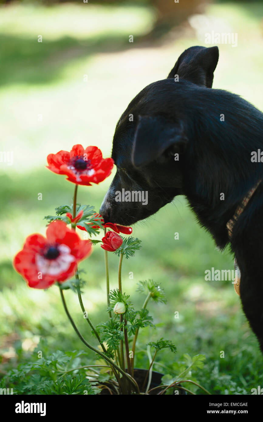 Dog in flowering garden hi-res stock photography and images - Alamy