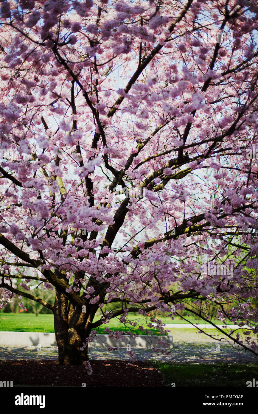 Japanese cherry tree park hi-res stock photography and images - Alamy