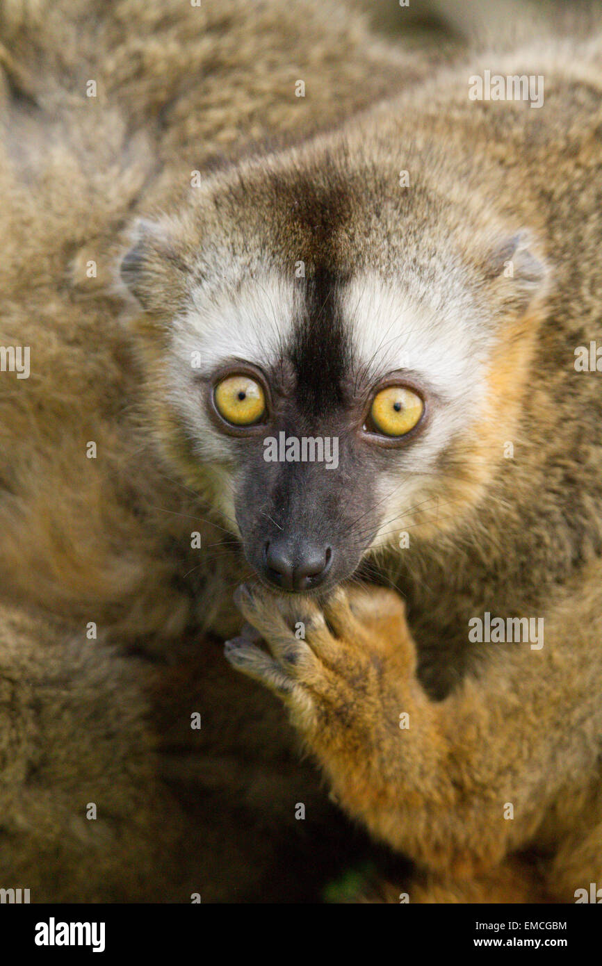 Baby red fronted lemur hi-res stock photography and images - Alamy