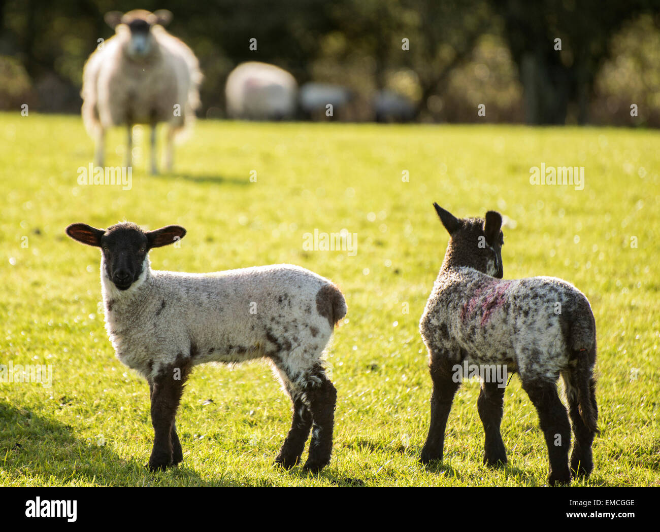 Farm with fields in spring hi-res stock photography and images - Alamy