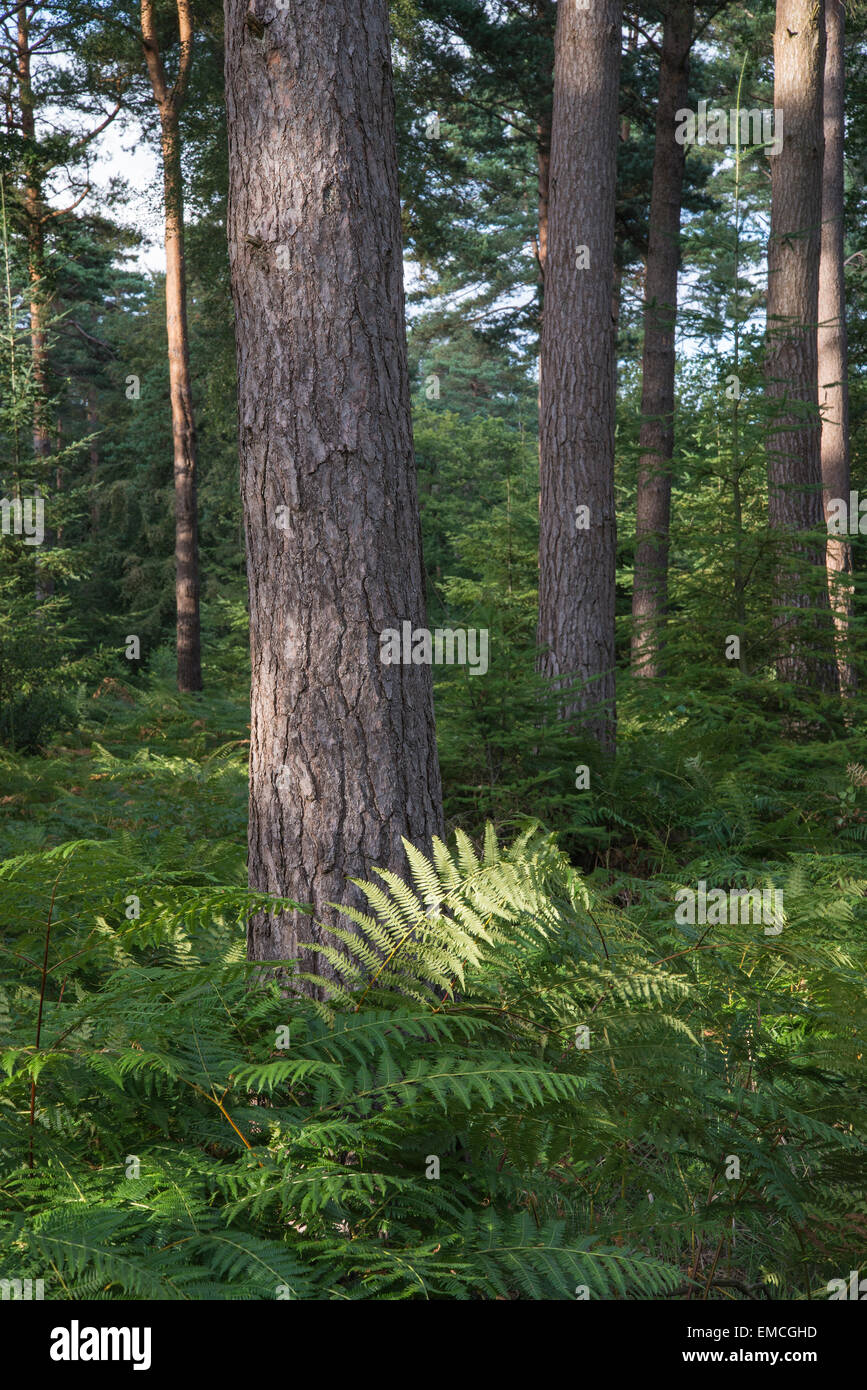 Vibrant forest hi-res stock photography and images - Alamy