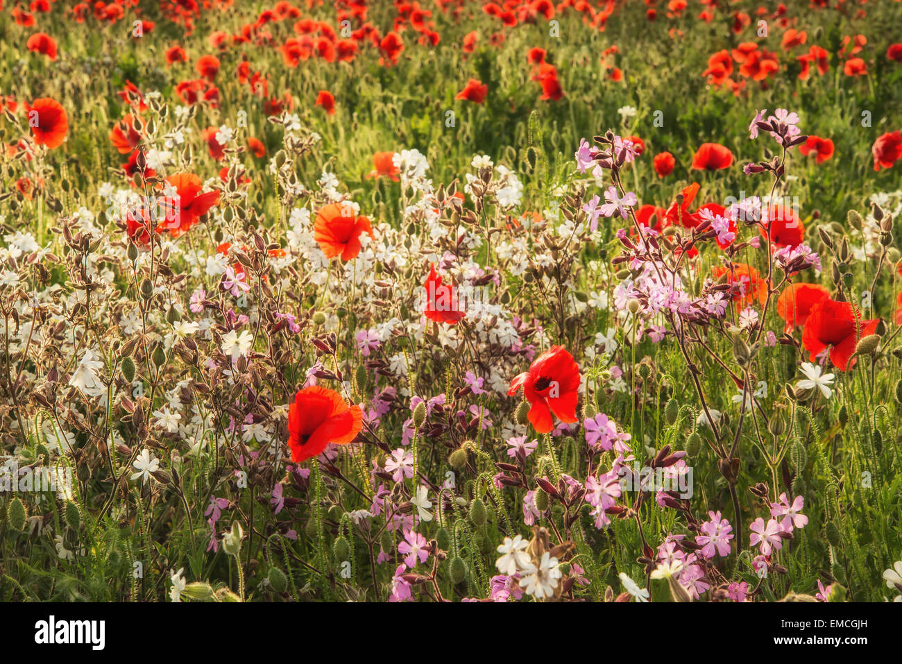 Stunning poppy field landscape in Summer sunset light Stock Photo - Alamy