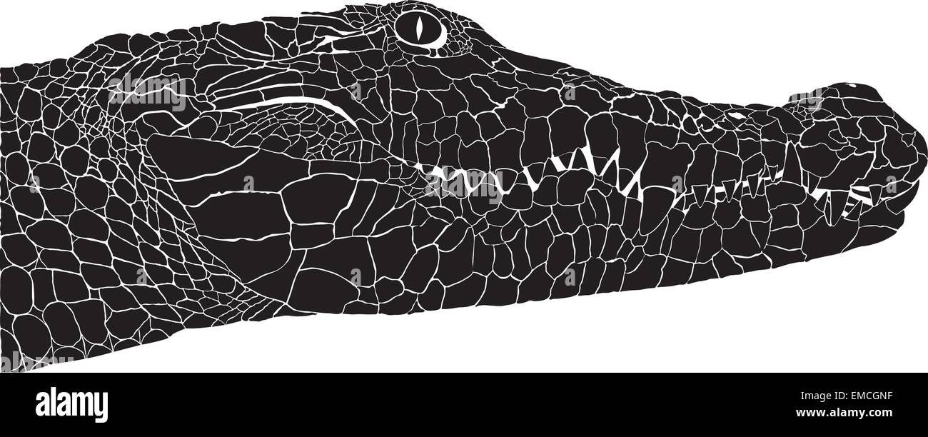 Crocodile skin vector hi-res stock photography and images - Alamy