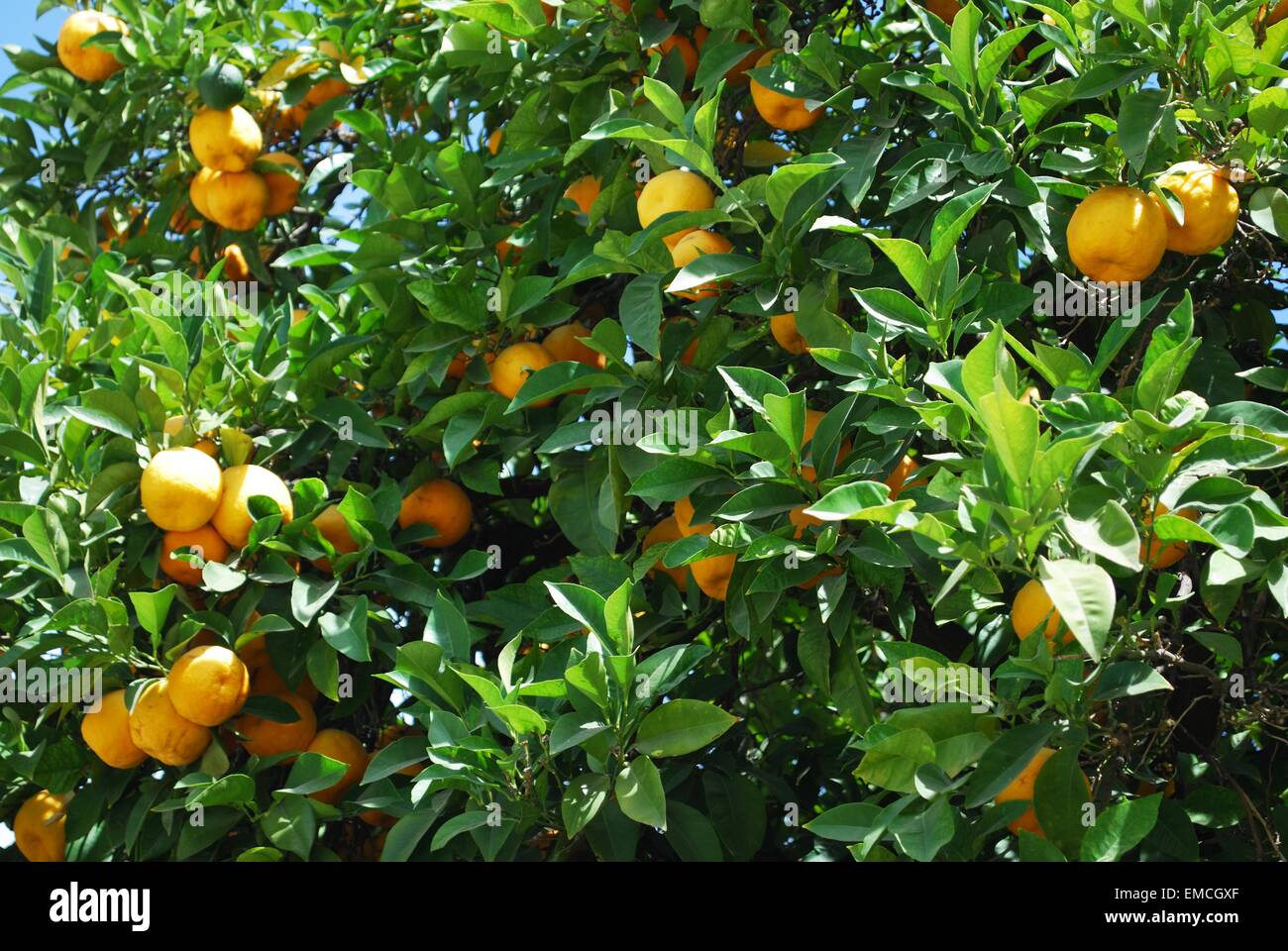 Ripe Seville oranges growing on the tree Stock Photo - Alamy