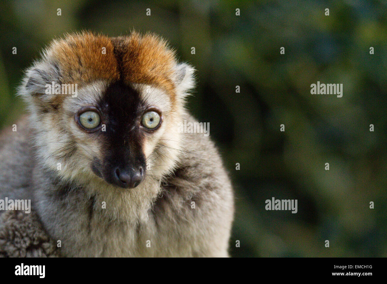 Baby red fronted lemur hi-res stock photography and images - Alamy