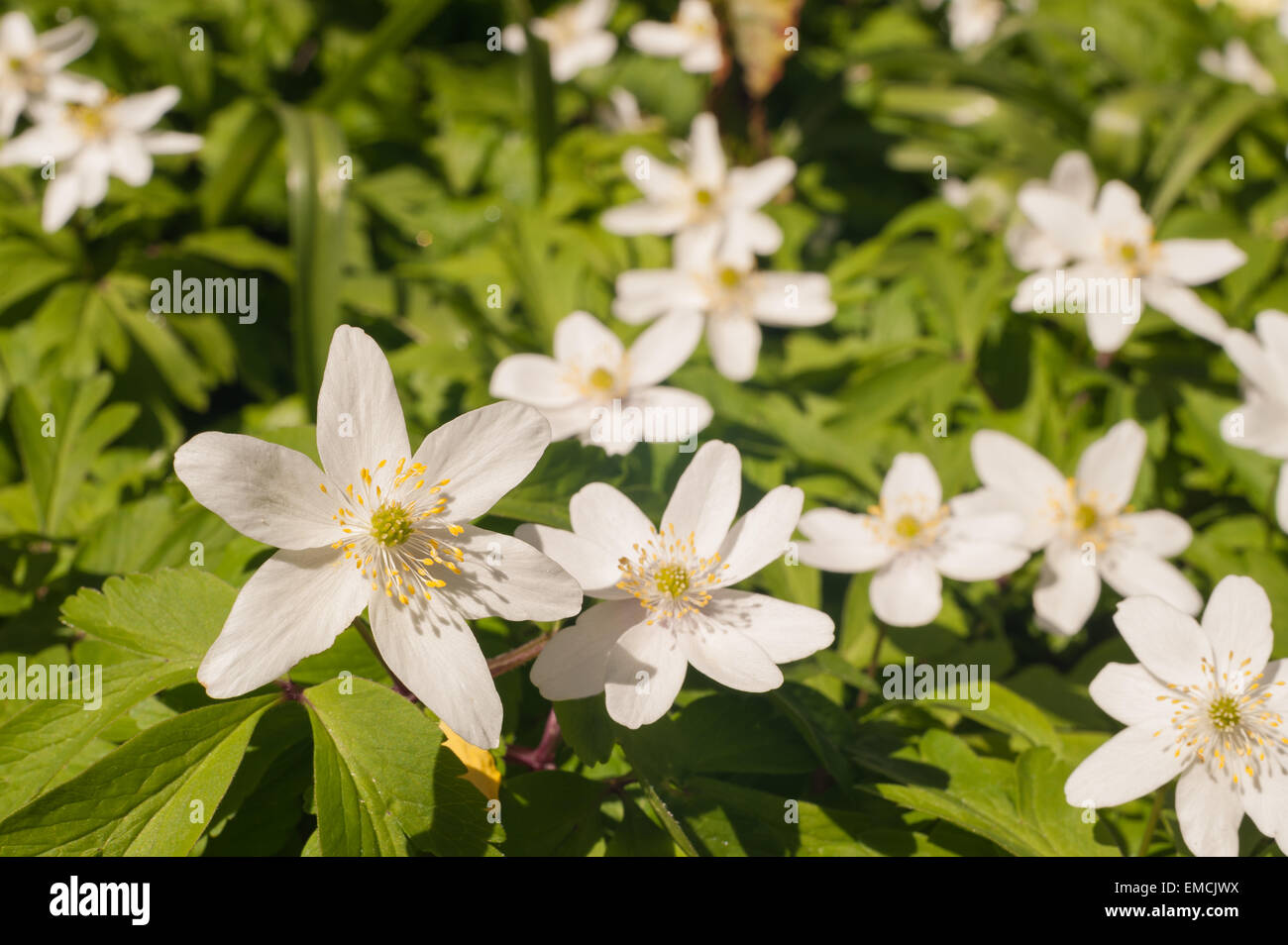 Wind flower, Wood Anemone flowering in early spring under deciduous ...