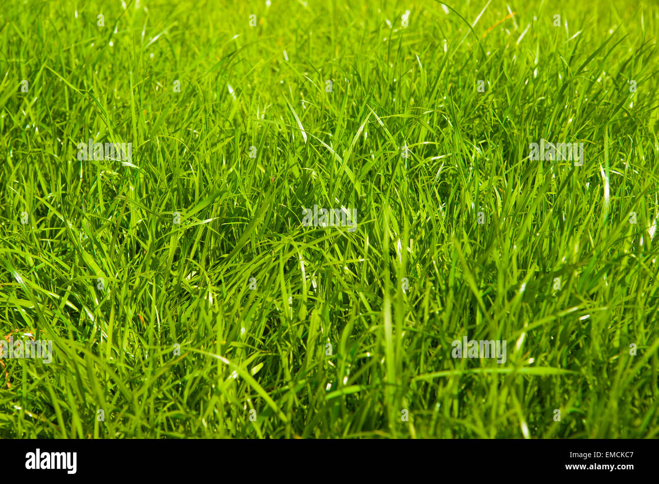 Green grass growing from the ground hi-res stock photography and images ...