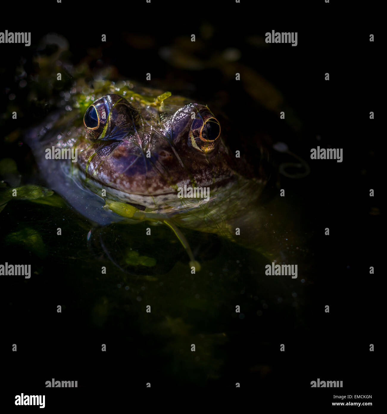 Frog smiling at camera hi-res stock photography and images - Alamy