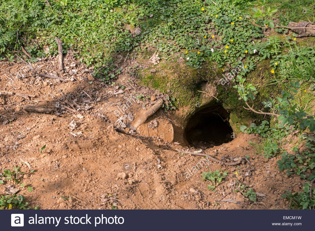 Badger Sett Entrance Hole High Resolution Stock Photography and Images ...