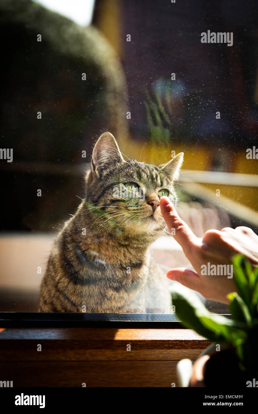 Cat behind window looking at woman's hand Stock Photo - Alamy