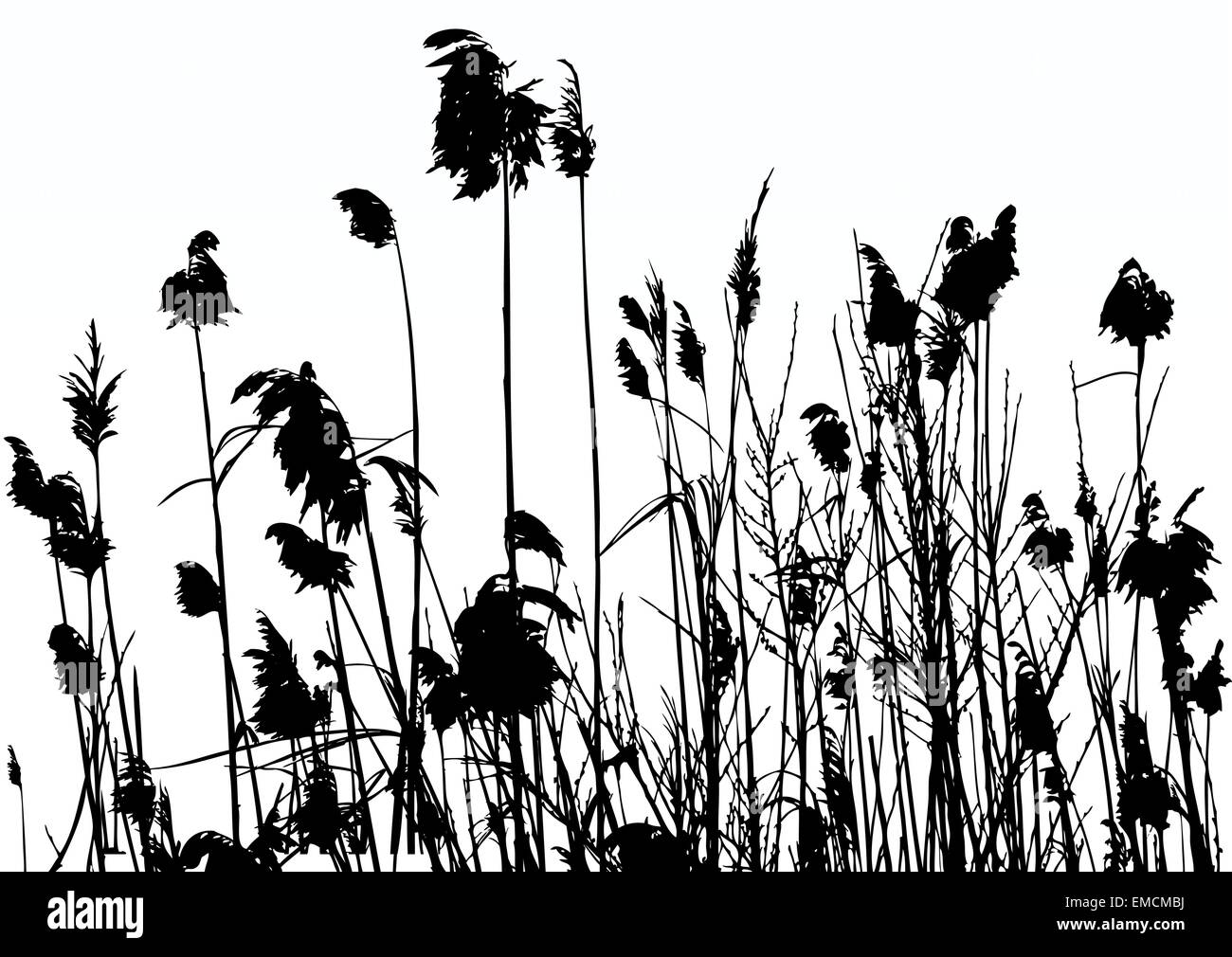 Reeds rush Stock Vector Images - Alamy