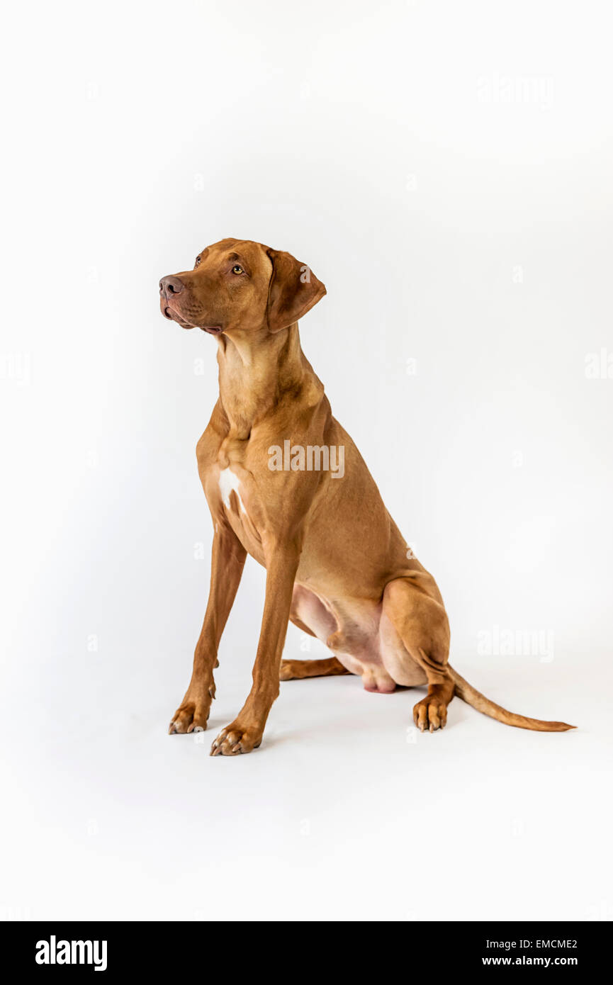 Rhodesian Ridgeback in front of white background Stock Photo - Alamy