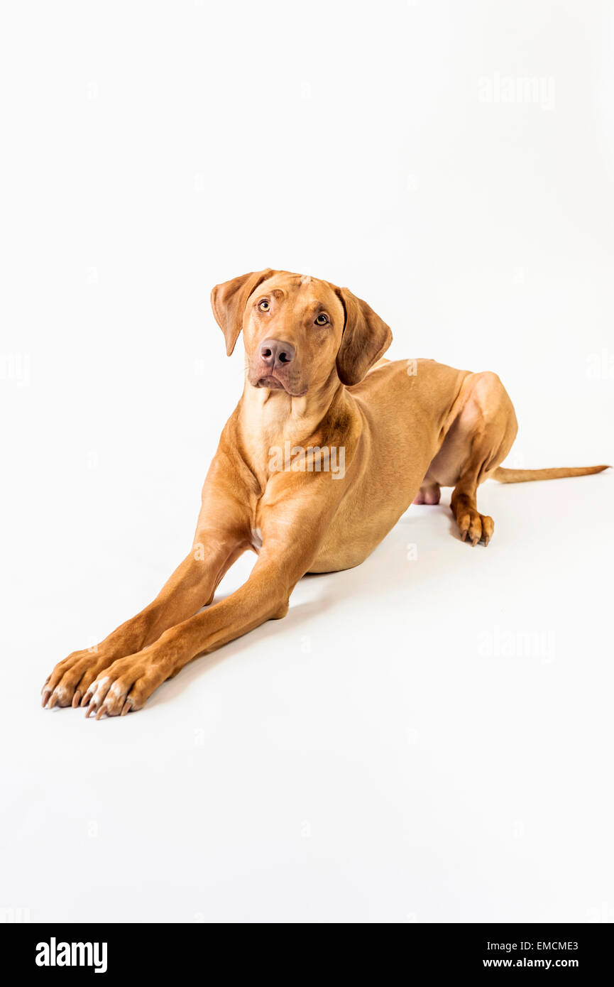 Rhodesian Ridgeback in front of white background Stock Photo - Alamy