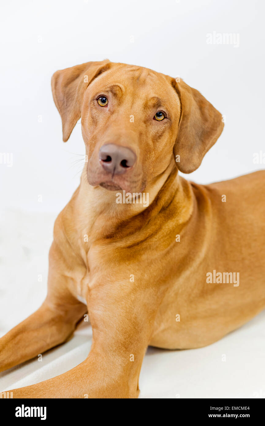 Portrait of Rhodesian Ridgeback in front of white background Stock ...