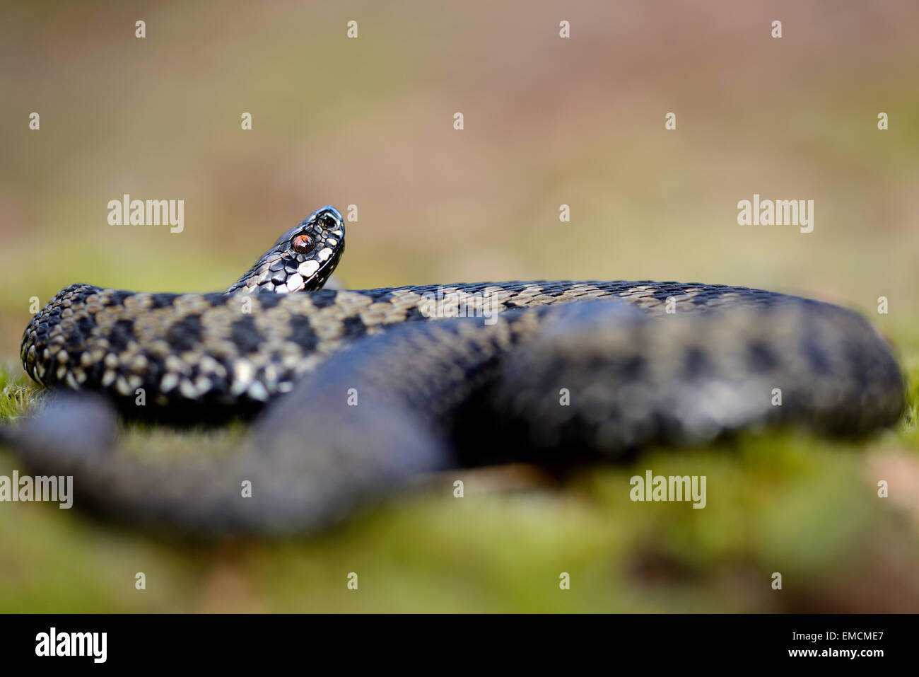 England, European adder, Vipera berus Stock Photo - Alamy