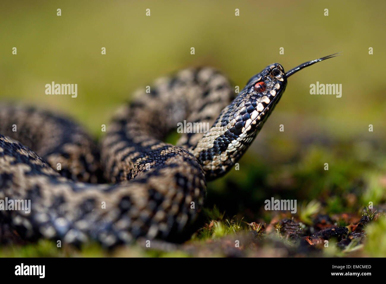 England, European adder, Vipera berus Stock Photo - Alamy