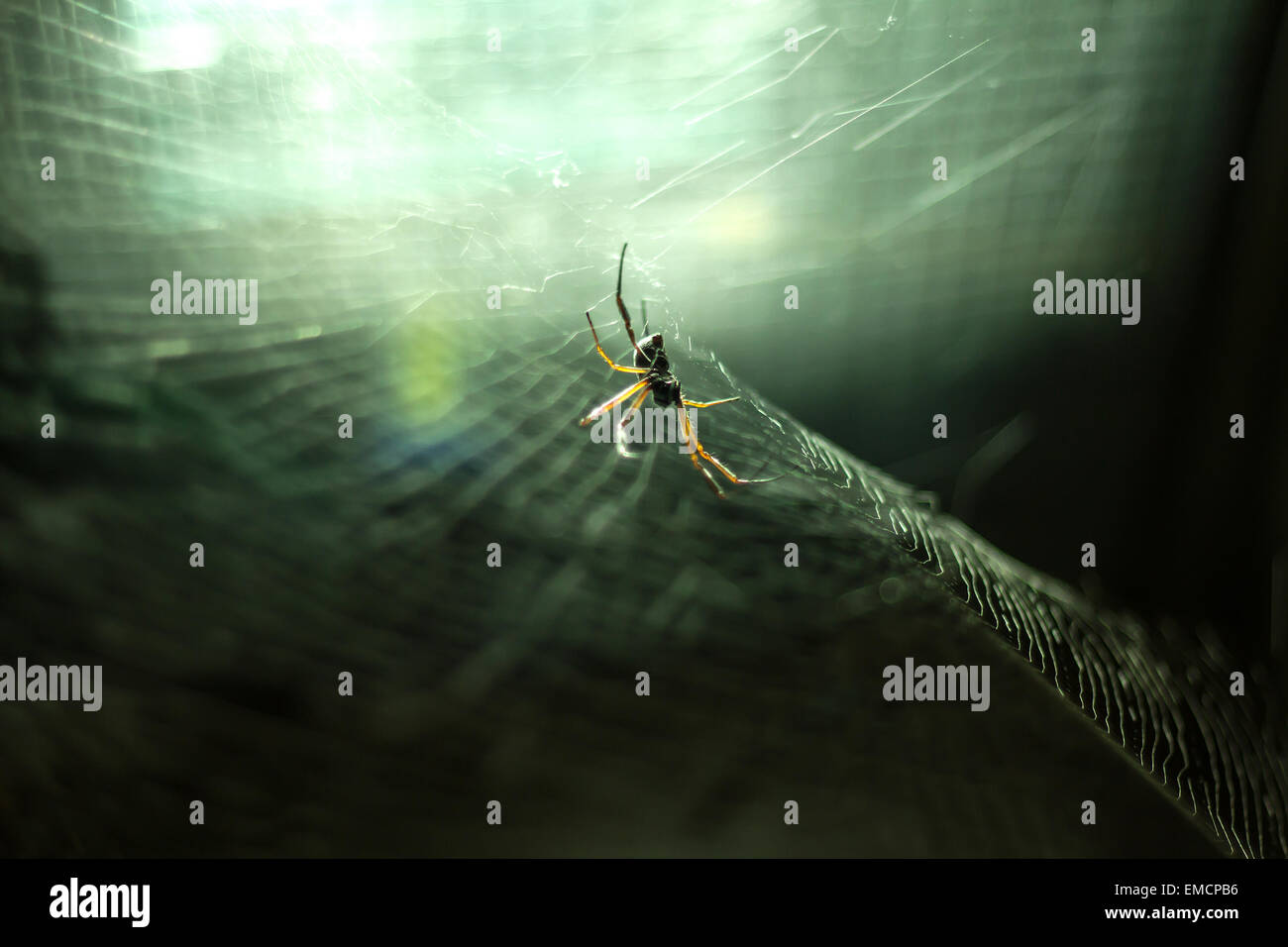 Spider in a cobweb close up Stock Photo - Alamy