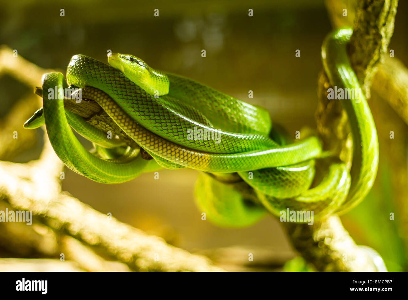 Snakes in a terrarium in the zoo Stock Photo - Alamy