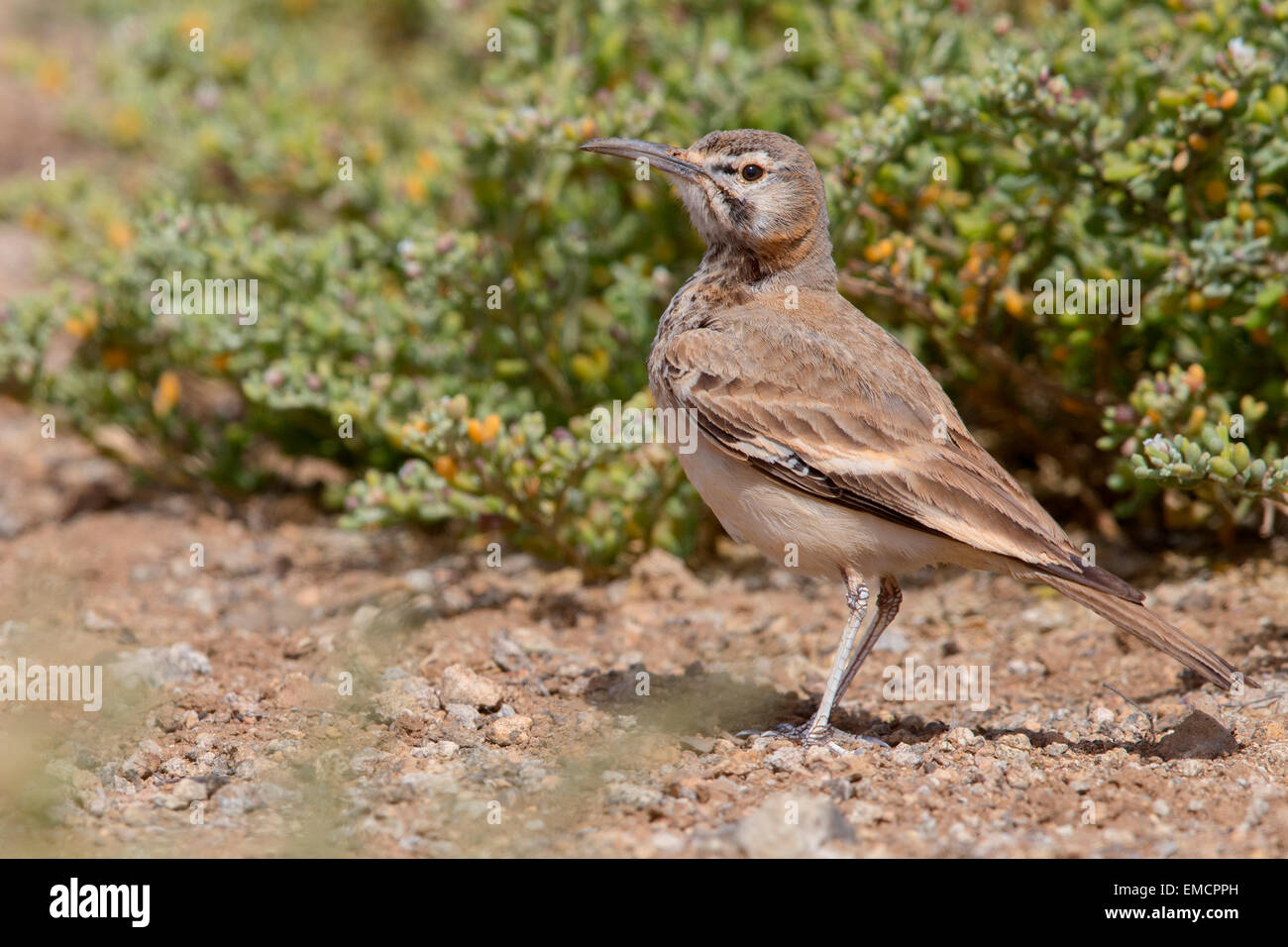 Greater hoopoe lark hi-res stock photography and images - Alamy