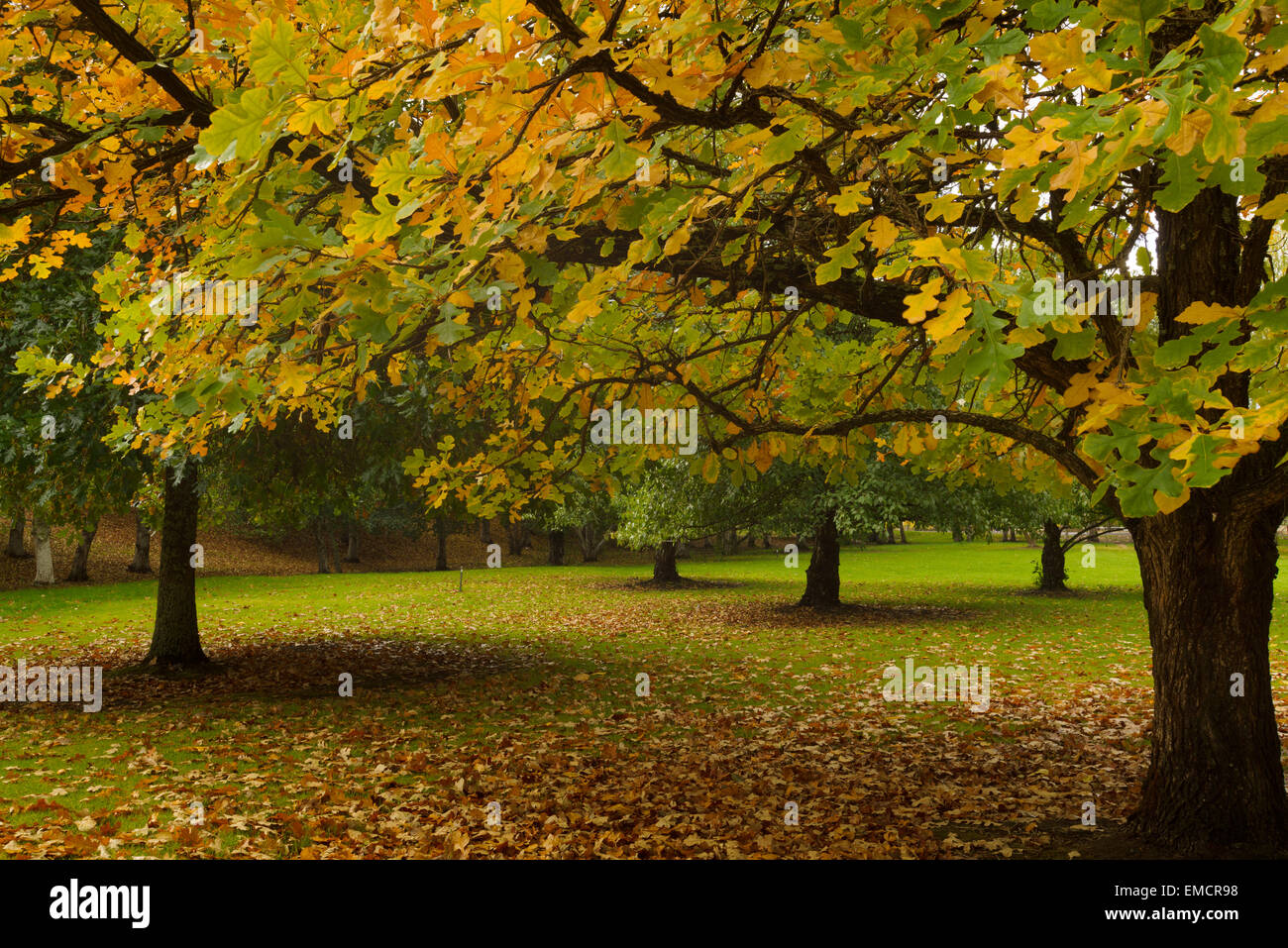 Autumn forest in the Mount Lofty Botanic Garden Stock Photo - Alamy
