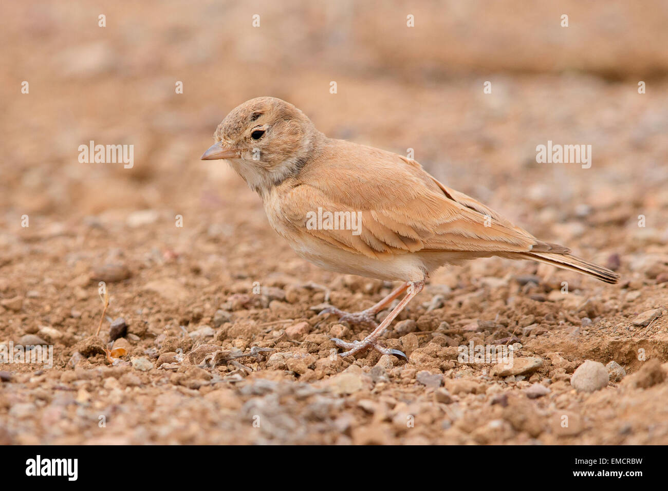 Bar tailed lark hi-res stock photography and images - Alamy