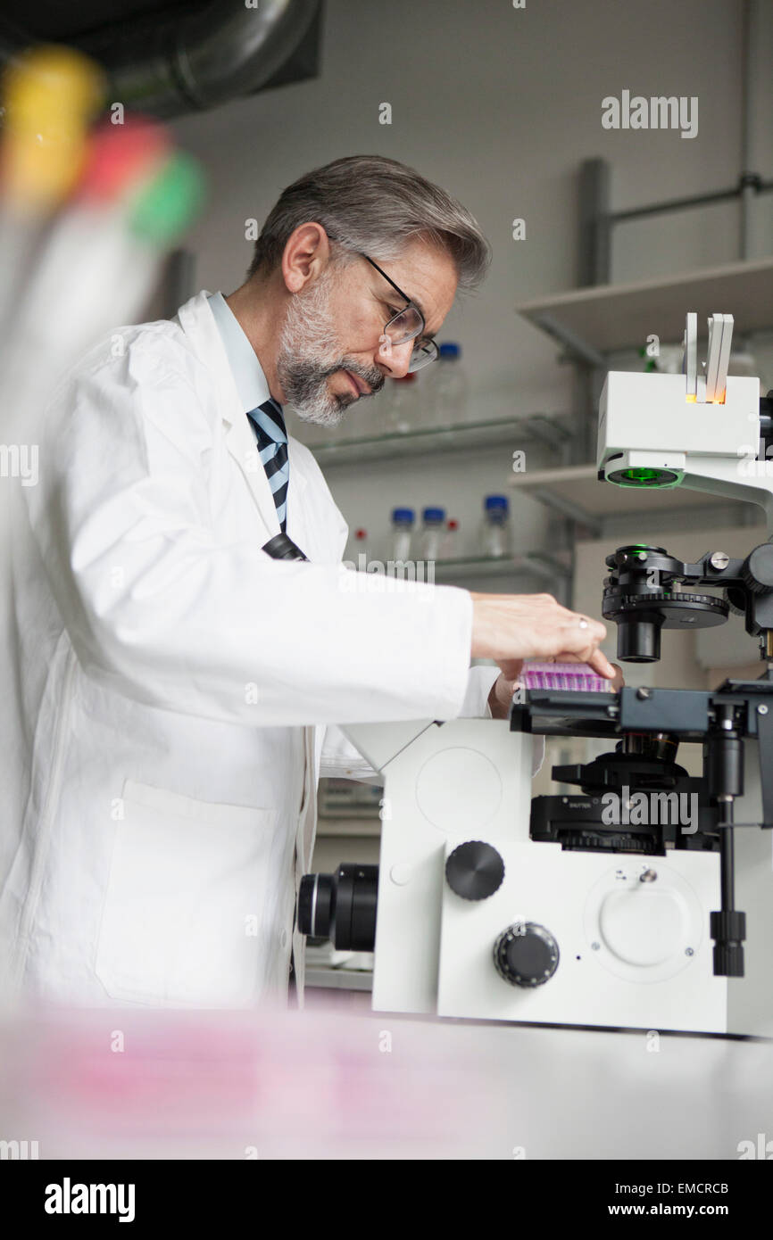 Scientist in laboratory working at microscope Stock Photo - Alamy