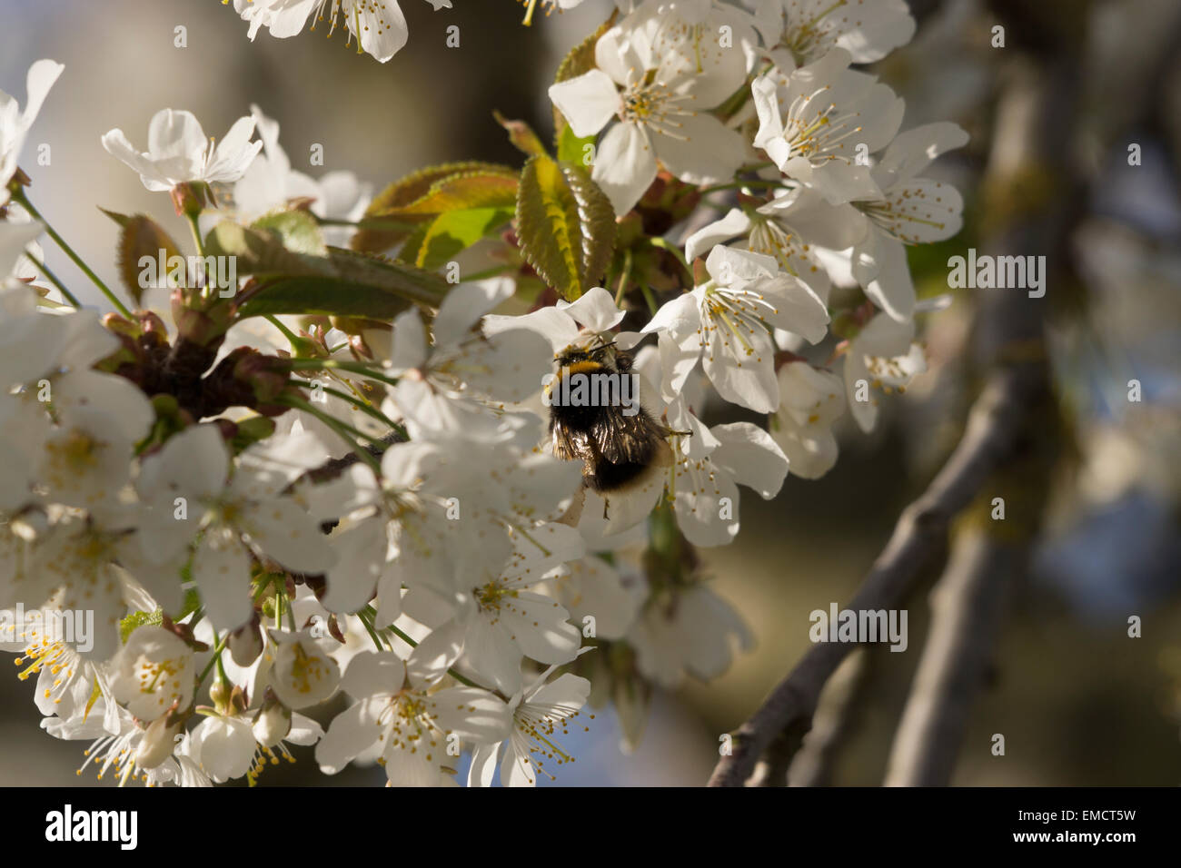 Life cycle of insects hi-res stock photography and images - Alamy