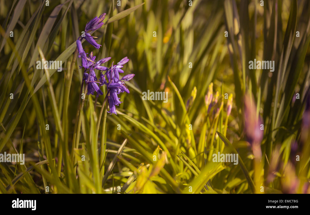 Bluebells - A lovely spring scene full of vibrant colours Stock Photo ...