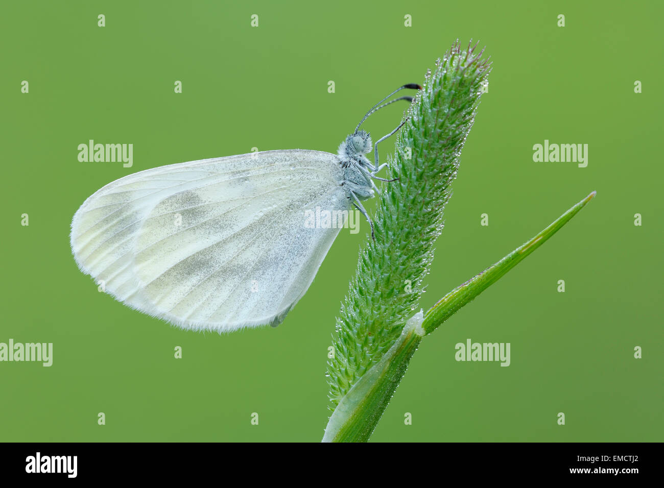 Wood white butterfly flying hi-res stock photography and images - Alamy
