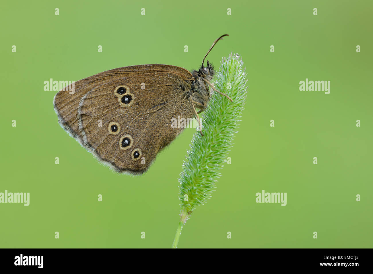 Ringlet butterfly aphantopus hyperantus side hi-res stock photography ...