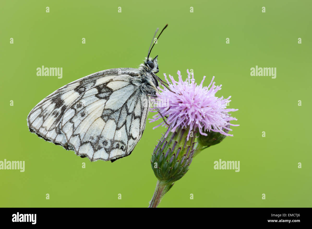 Marbled White butterfly Stock Photo - Alamy