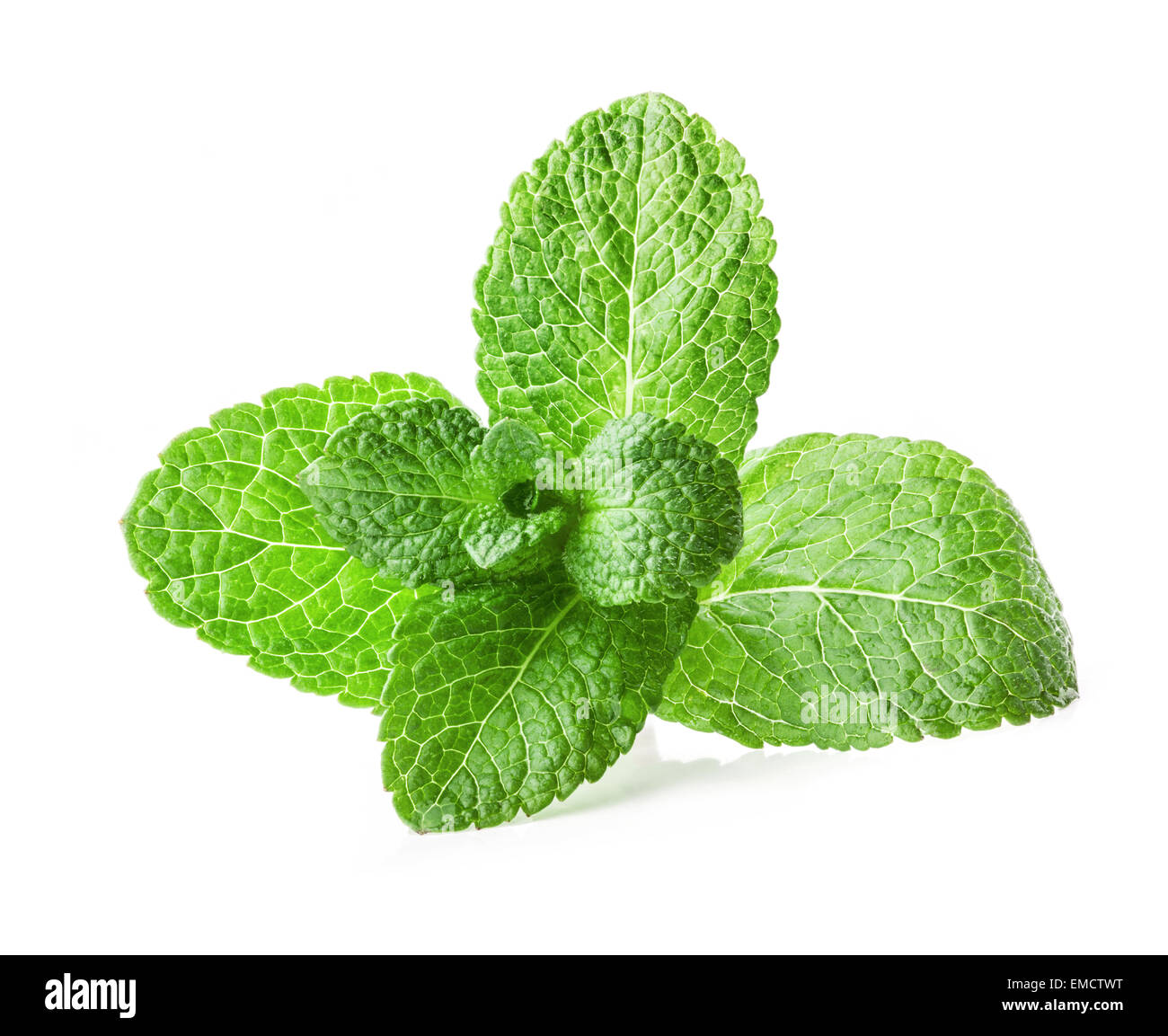 Fresh mint isolated on a white background Stock Photo - Alamy