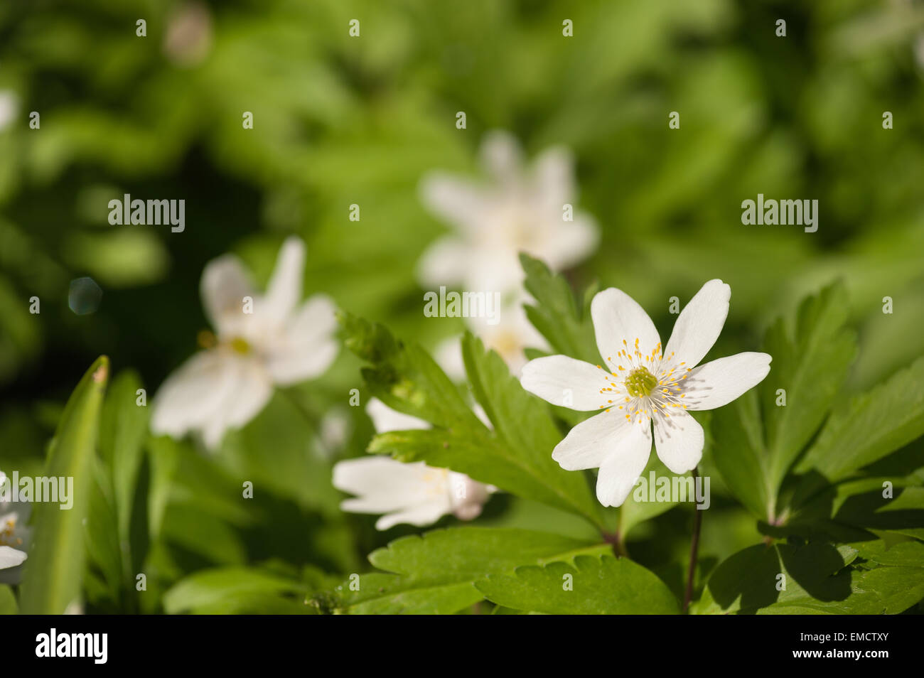 Wind flower, Wood Anemone flowering in early spring under deciduous ...