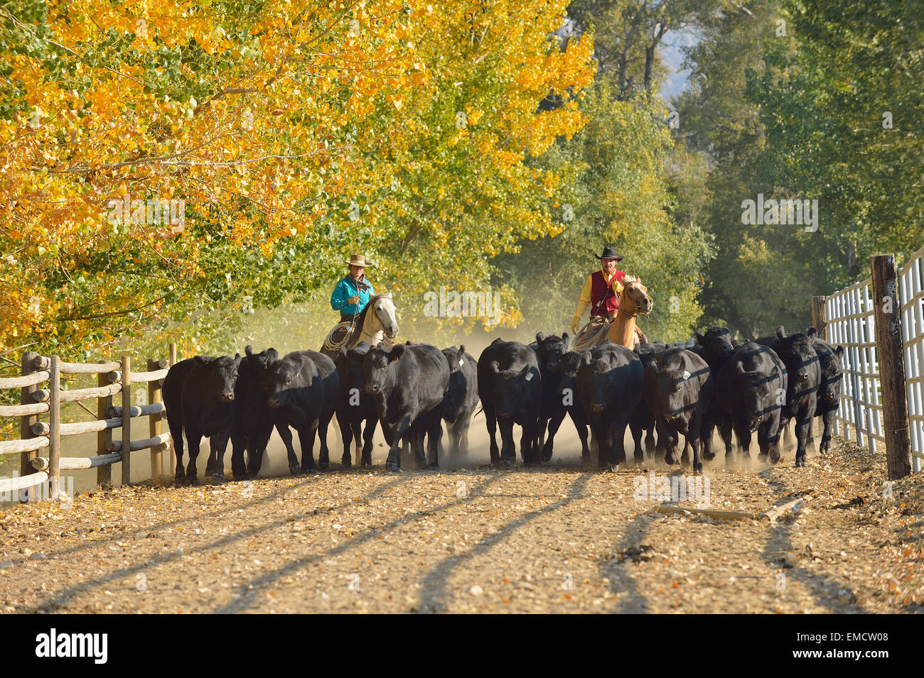 Cowgirl Herding Cattle High Resolution Stock Photography and Images - Alamy