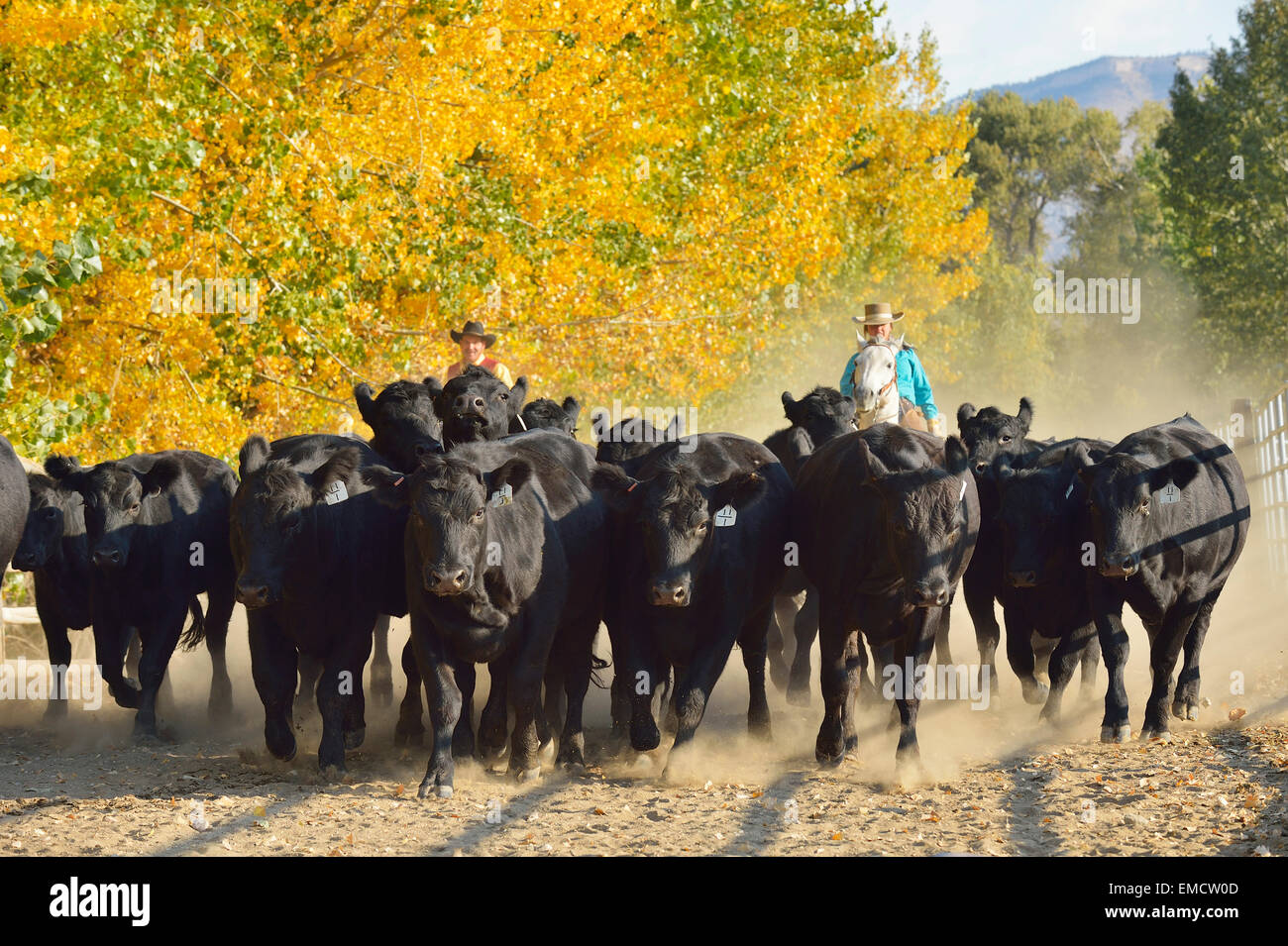Cowgirl herding cattle hi-res stock photography and images - Alamy