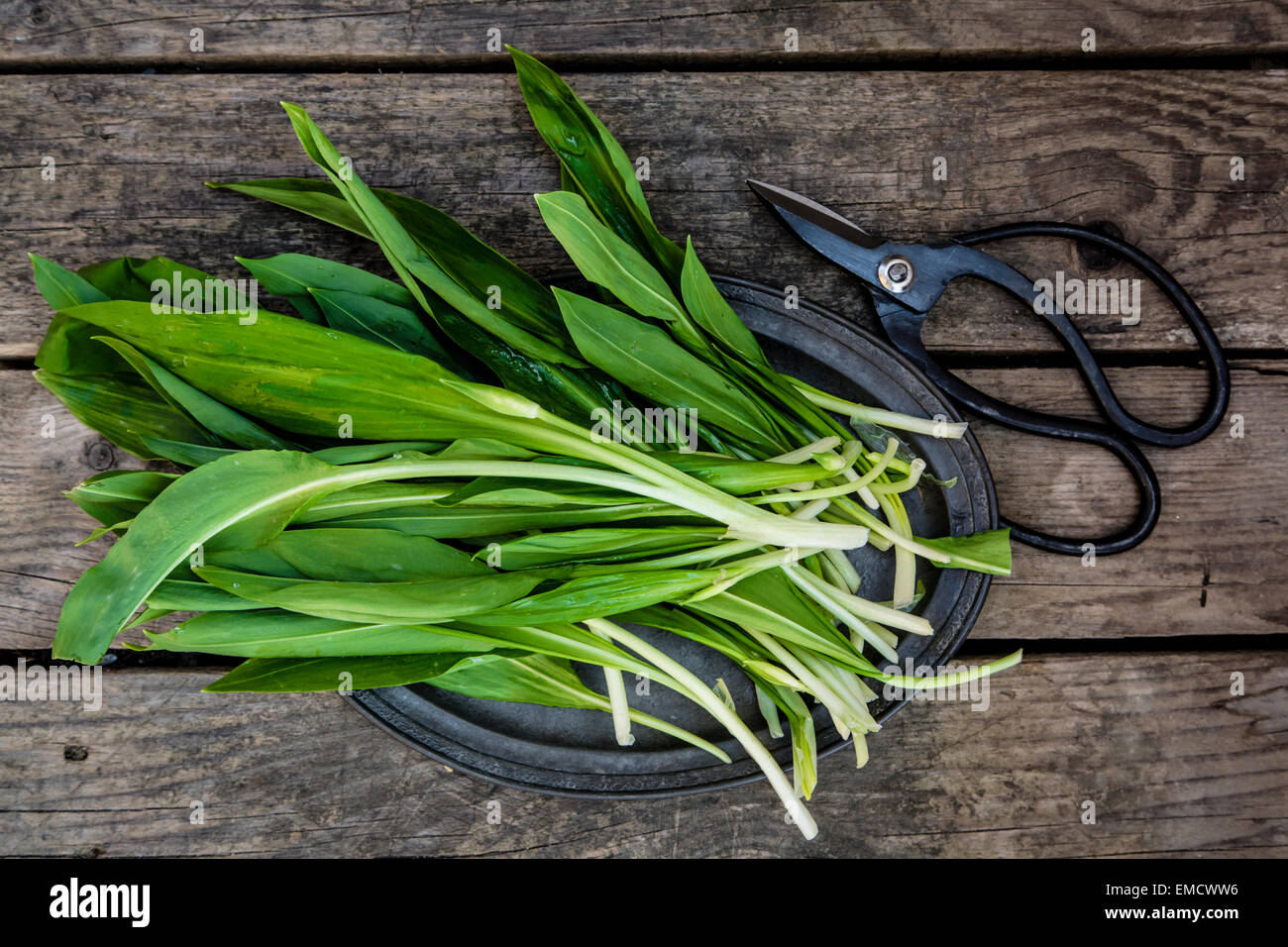Ramson on tray and scissors on wood Stock Photo - Alamy