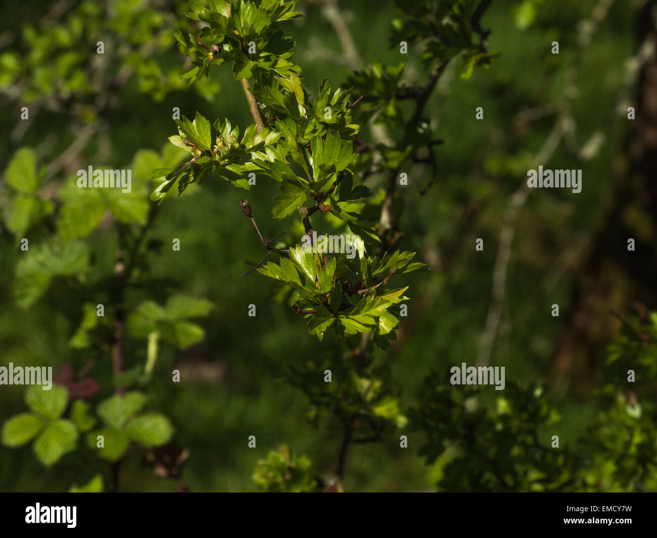 Hawthorn with green leaves hi-res stock photography and images - Alamy