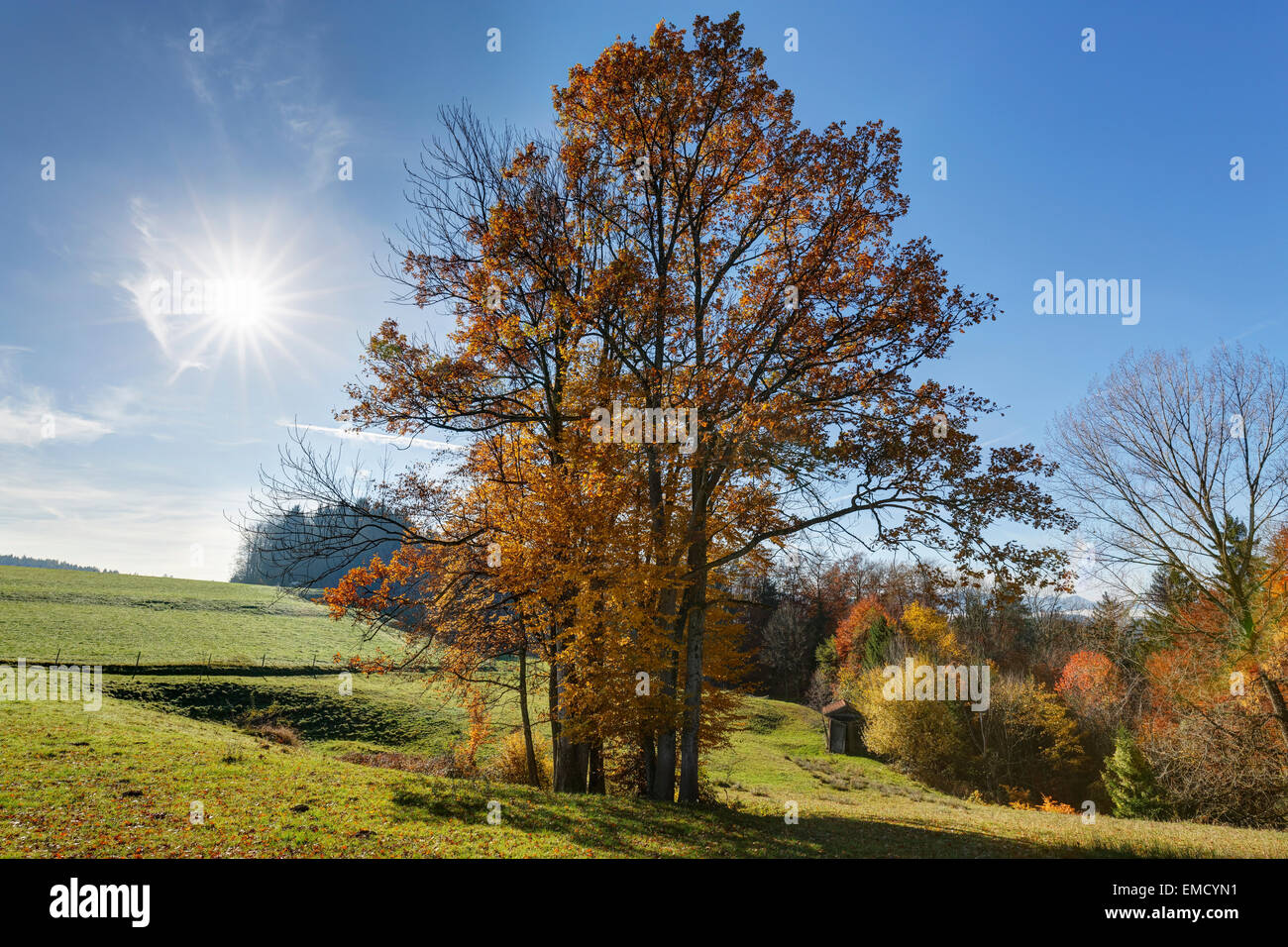 Germany, Bavaria, Hochberg near Traunstein, oak trees in autumn Stock ...