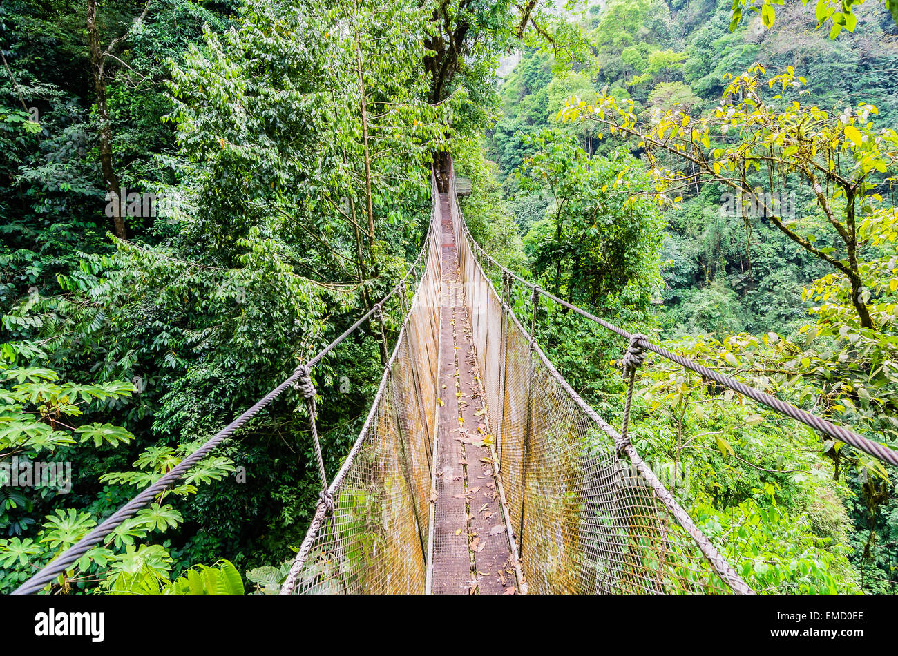 Costa Rica, Jungle, suspension bridge Stock Photo - Alamy