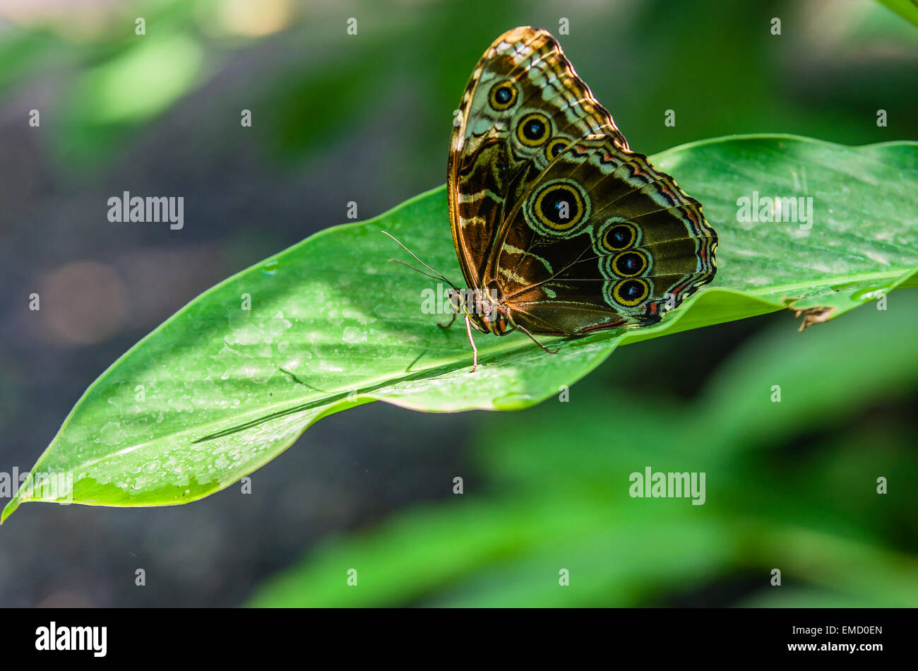 Costa Rica, Swallowtail butterfly, Parides iphidamas Stock Photo - Alamy