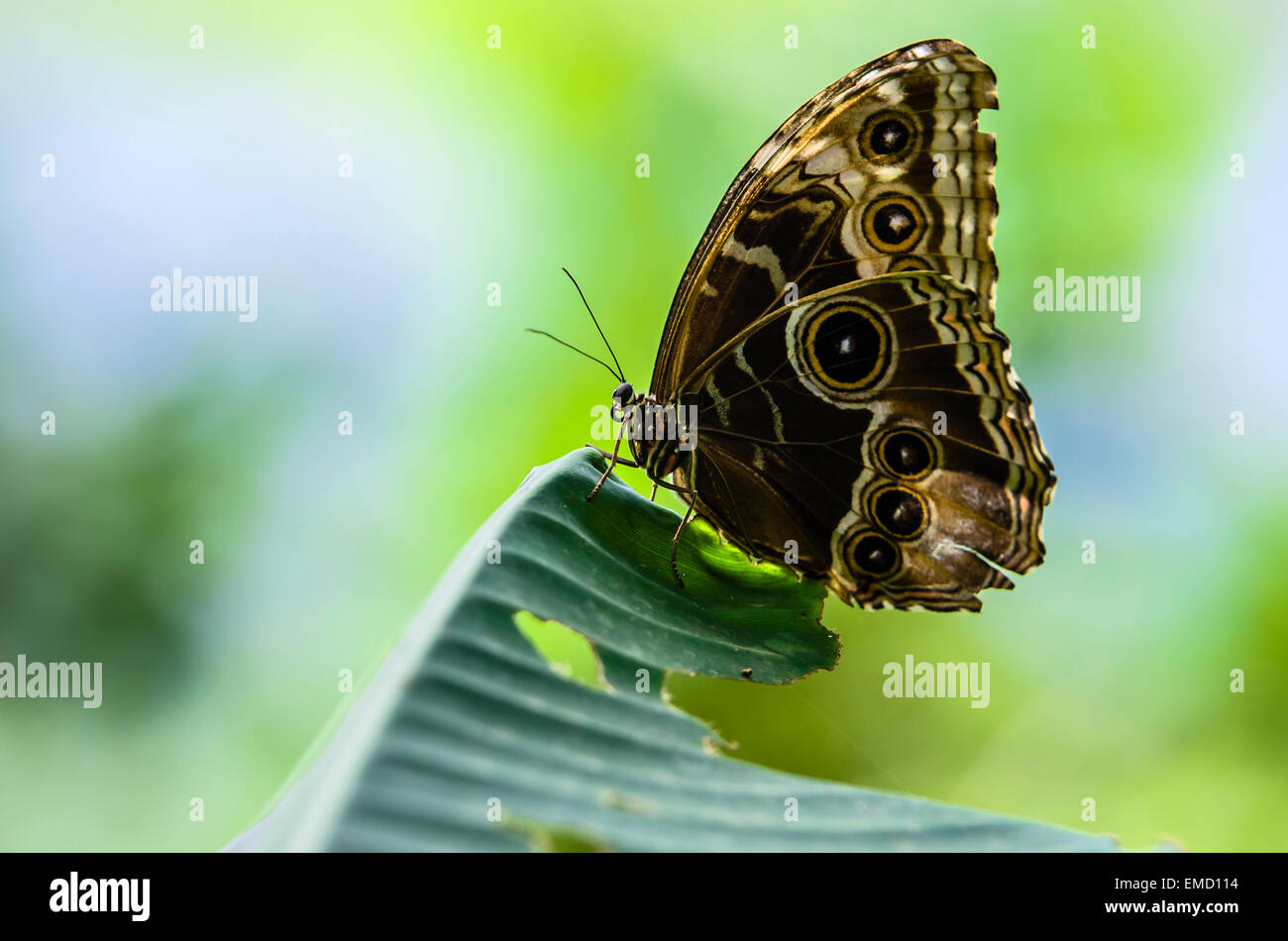 Parides iphidamas butterfly hi-res stock photography and images - Alamy