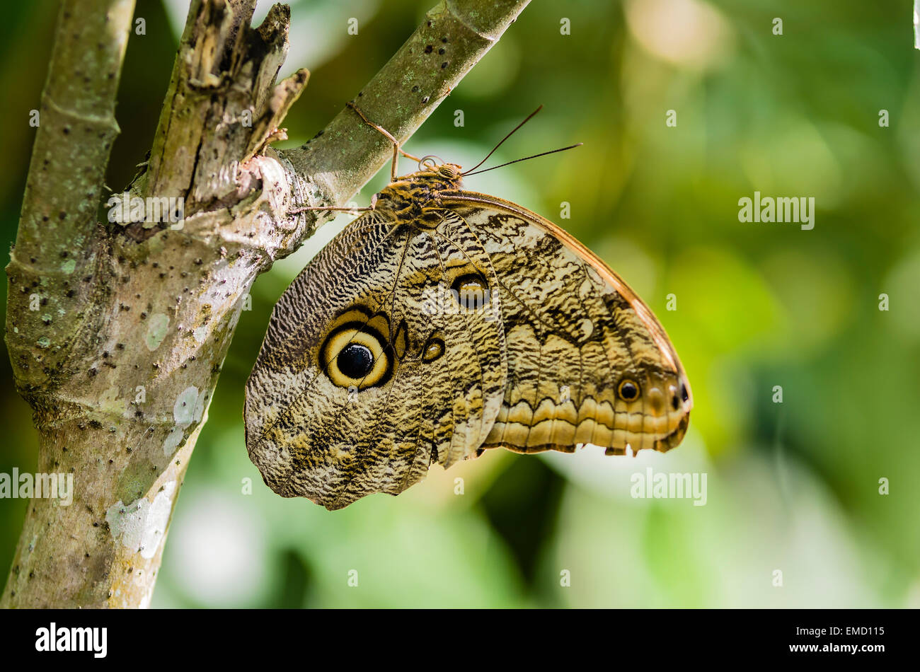 Costa Rica, Butterfly, Parides iphidamas Stock Photo - Alamy